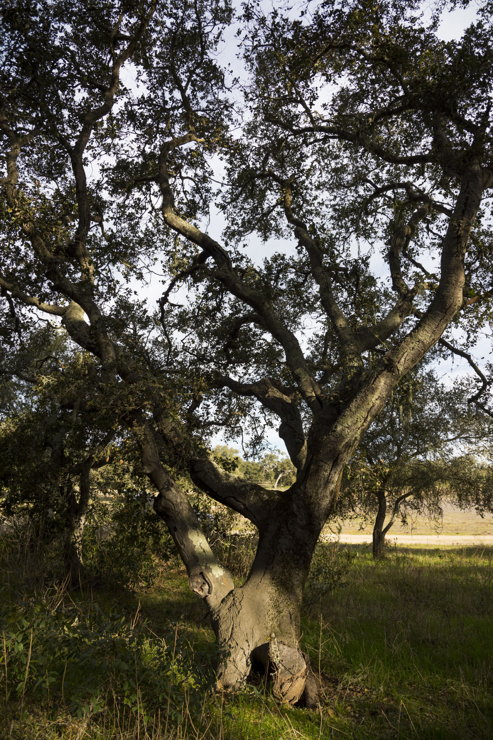 Dana Reserve Tree Impacts & Mitigation - Dana Reserve Community Plan ...
